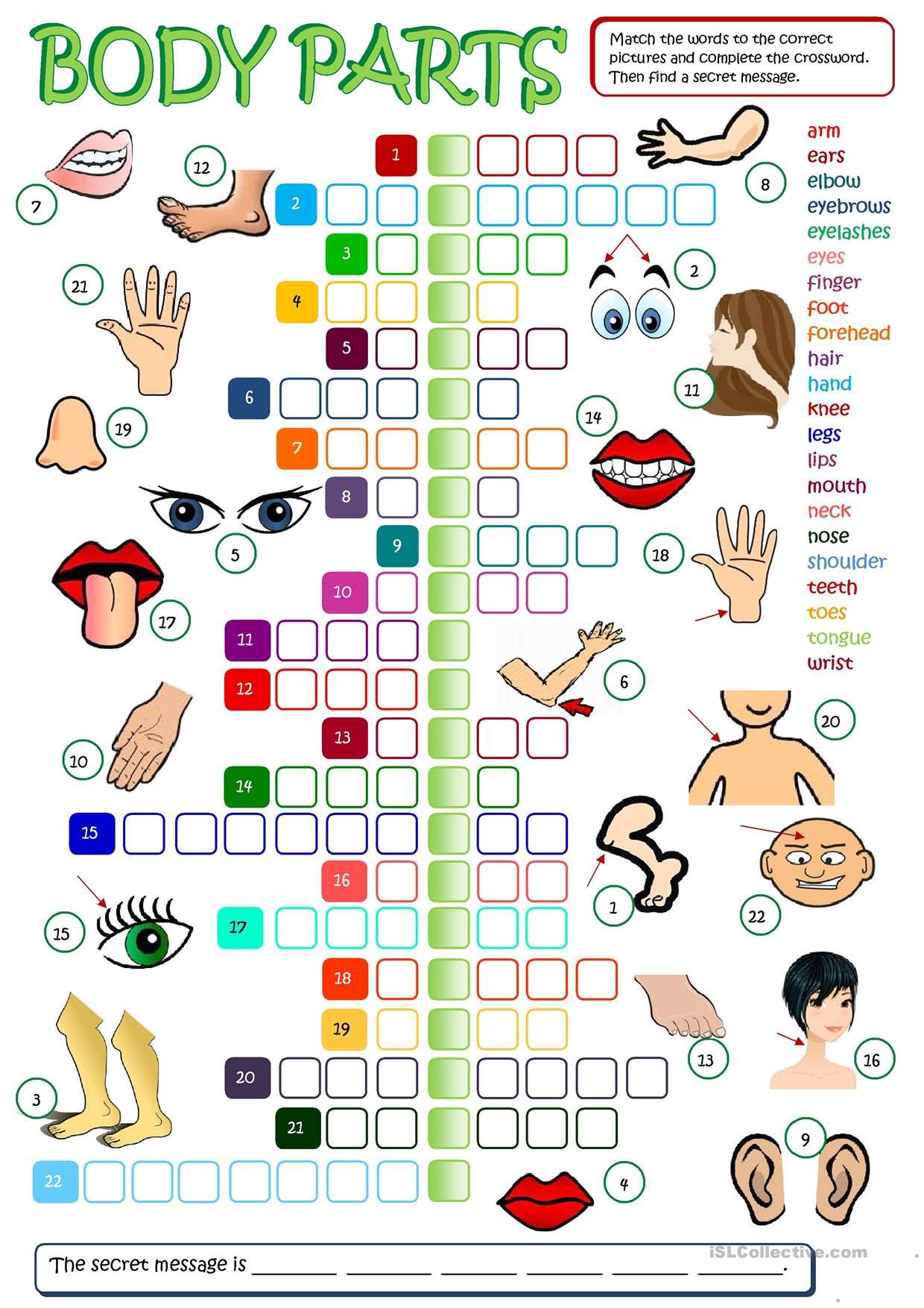 Body Parts Crossword Stories To Read Hellokids