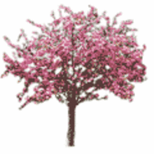 SPRING animated gifs - collection of 0 free animated gifs & drawings to ...