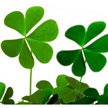 Shamrock facts, games, coloring pages, crafts and activities for kids ...