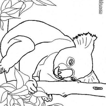 Koala : Coloring pages, Drawing for Kids, Videos for kids, Reading ...