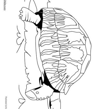 TORTOISE coloring pages - 6 free REPTILES coloring pages & online ...