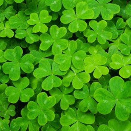 Shamrock facts, games, coloring pages, crafts and activities for kids ...