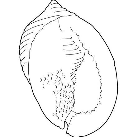 Shell : Coloring pages, Drawing for Kids, Reading & Learning, Videos ...