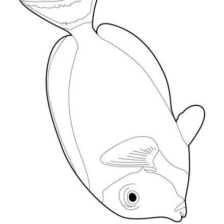 FISH coloring pages - 14 SEA ANIMALS and sea creatures coloring pages ...
