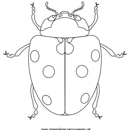 Coloriage coccinelle, Coloriage, Coccinelle