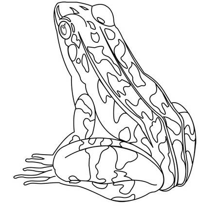 REPTILE coloring pages - 54 free REPTILES coloring pages & online ...
